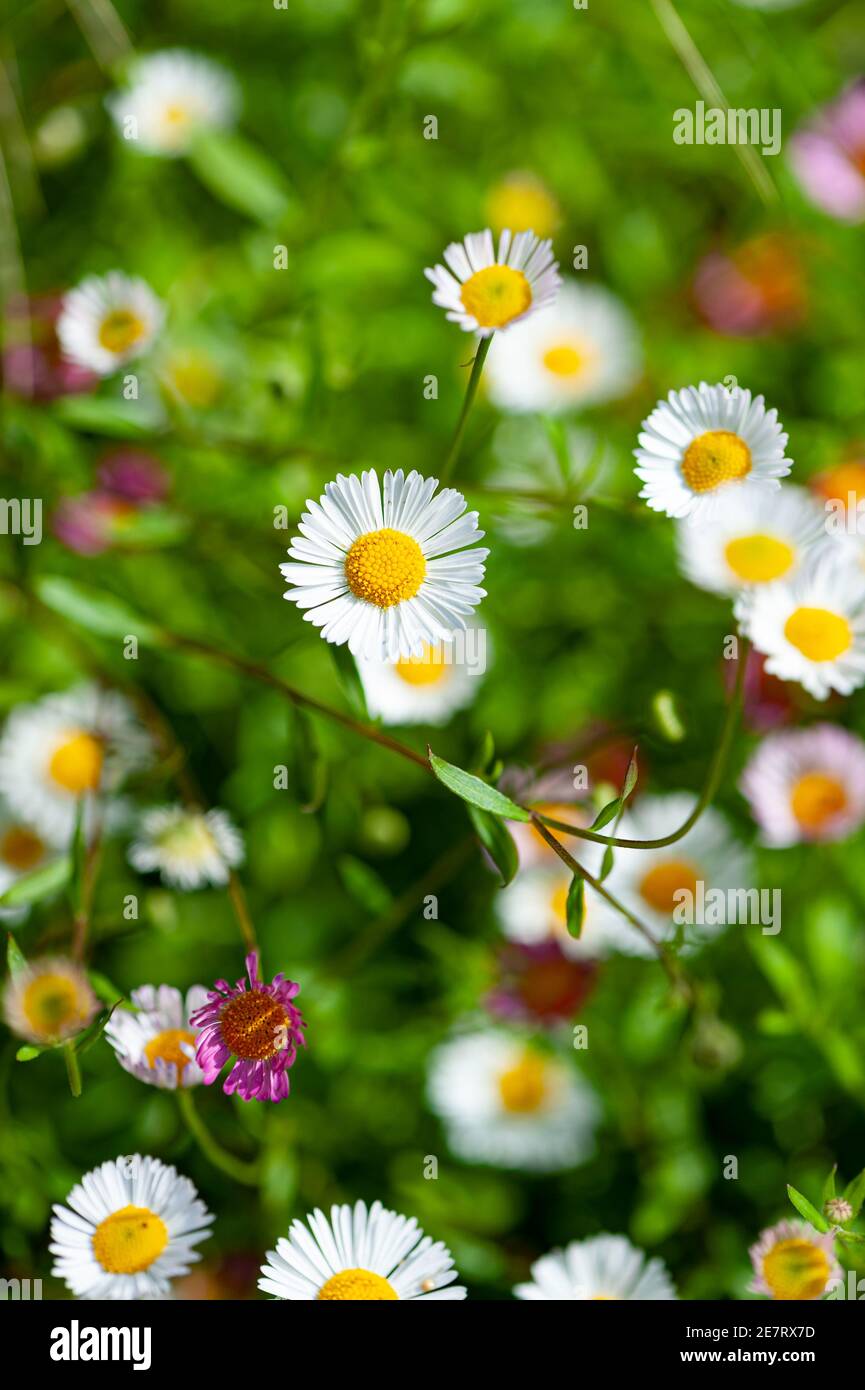 English wild flowers Stock Photo - Alamy