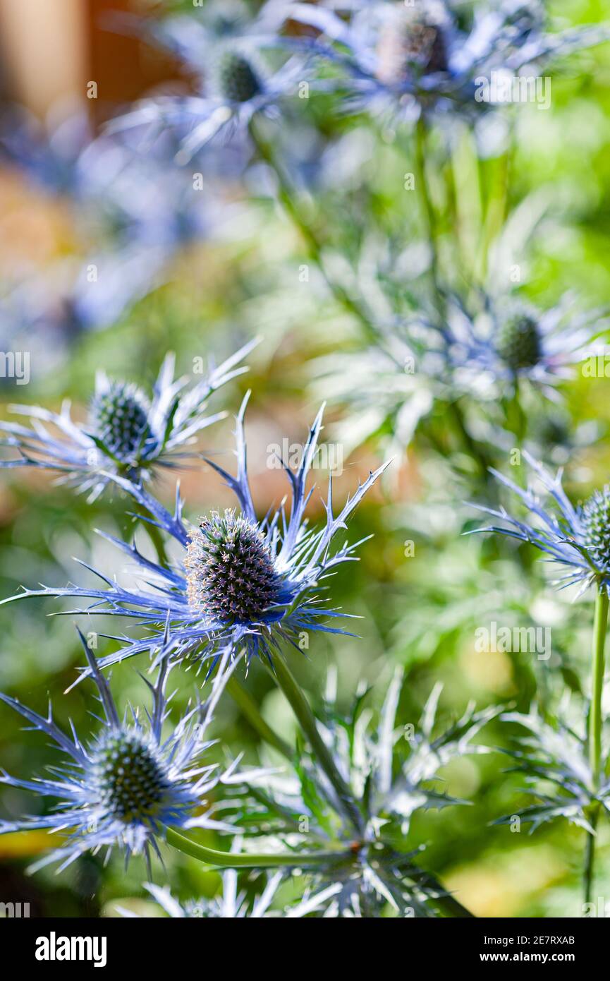 English wild flowers Stock Photo - Alamy