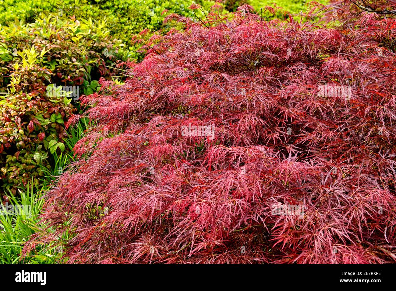 Acer palmatum garnet maple hi-res stock photography and images - Alamy