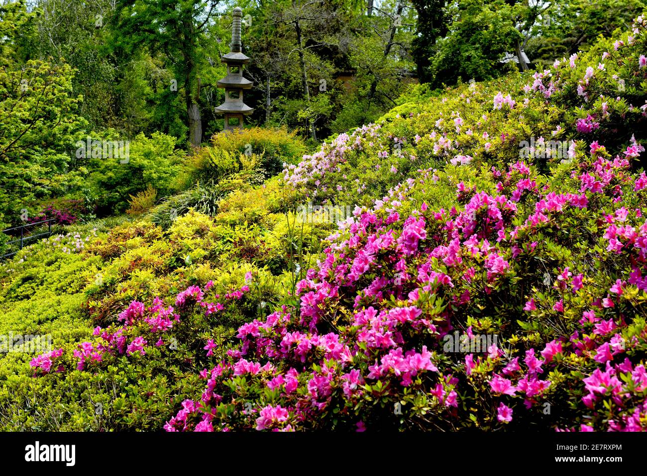 Azalea gardening hi-res stock photography and images - Alamy