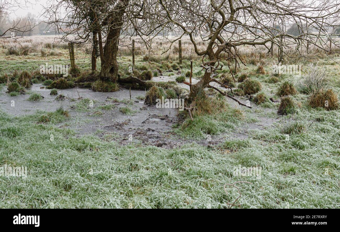 frozen pool of water around the base of snow covered tree with white ...