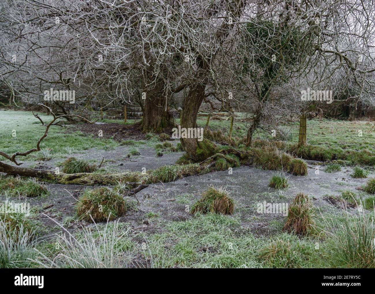 frozen pool of water around the base of snow covered tree with white ...