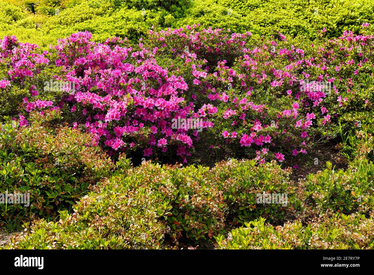 Azalea bush High Resolution Stock Photography and Images - Alamy