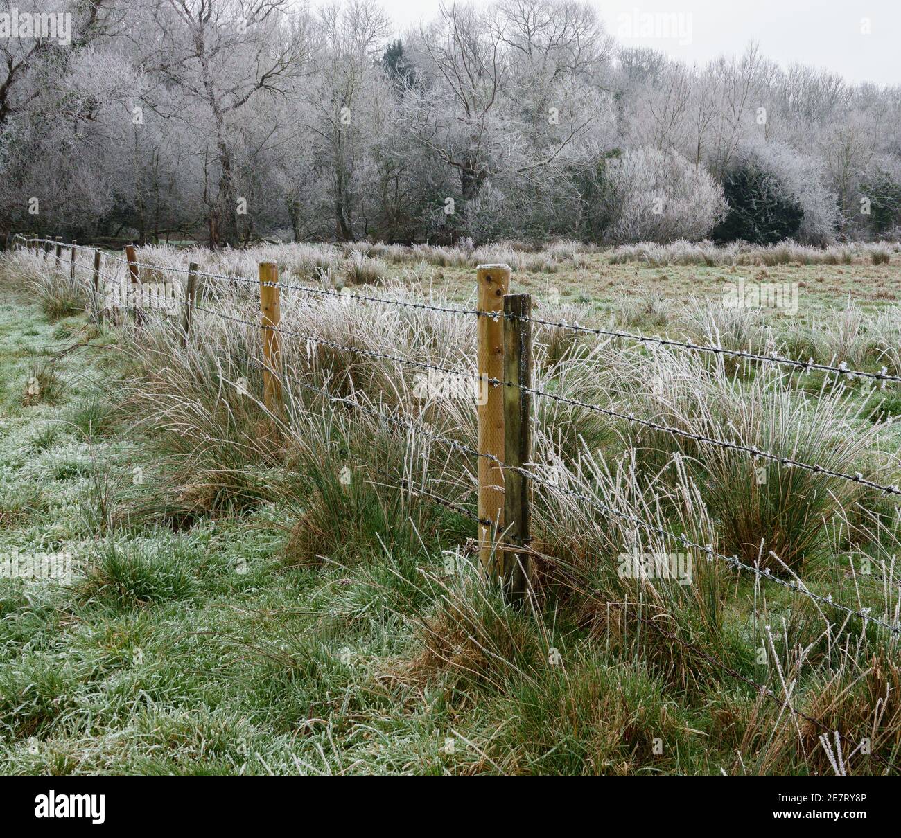 an icey barbed wire fence with a snow covered bush and tree line as ...