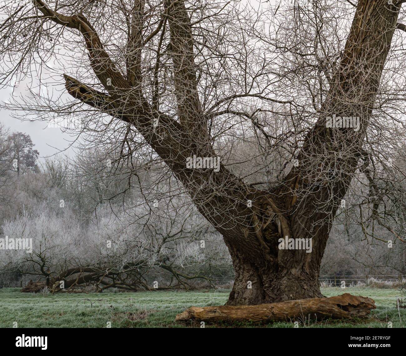 huge Y shaped trunk of a magnificent winter oak tree with frost covered ...