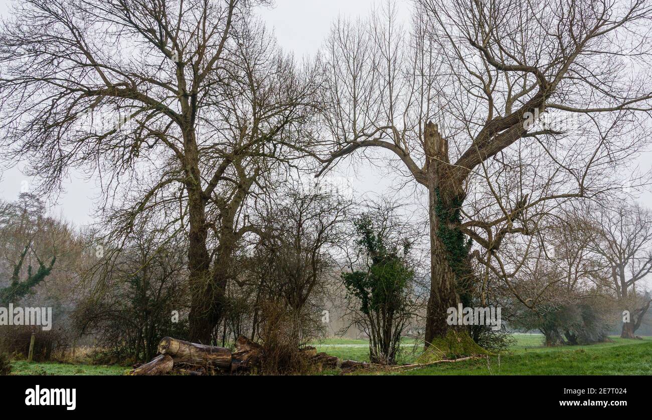 the live remaining lower half of an old oak tree, the top of the trunk ...
