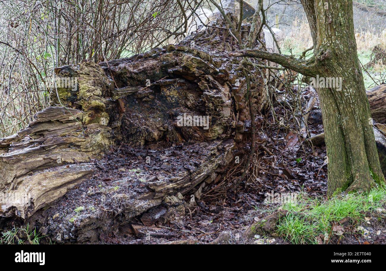 the exposed end of an oak tree trunk that snapped and fell many years ...
