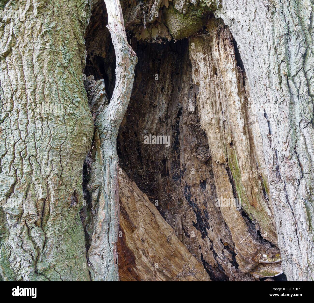inside the hollow of a huge oak tree Stock Photo - Alamy