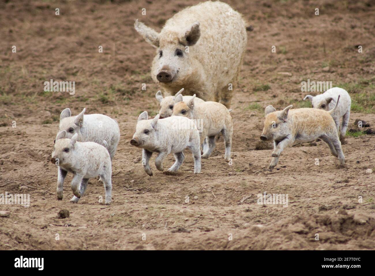 Wool pigs High Resolution Stock Photography and Images - Alamy
