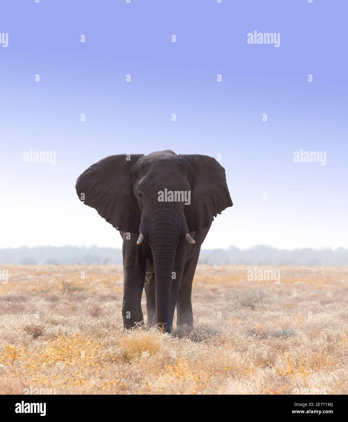A view of elephant in Namibia during august Stock Photo - Alamy