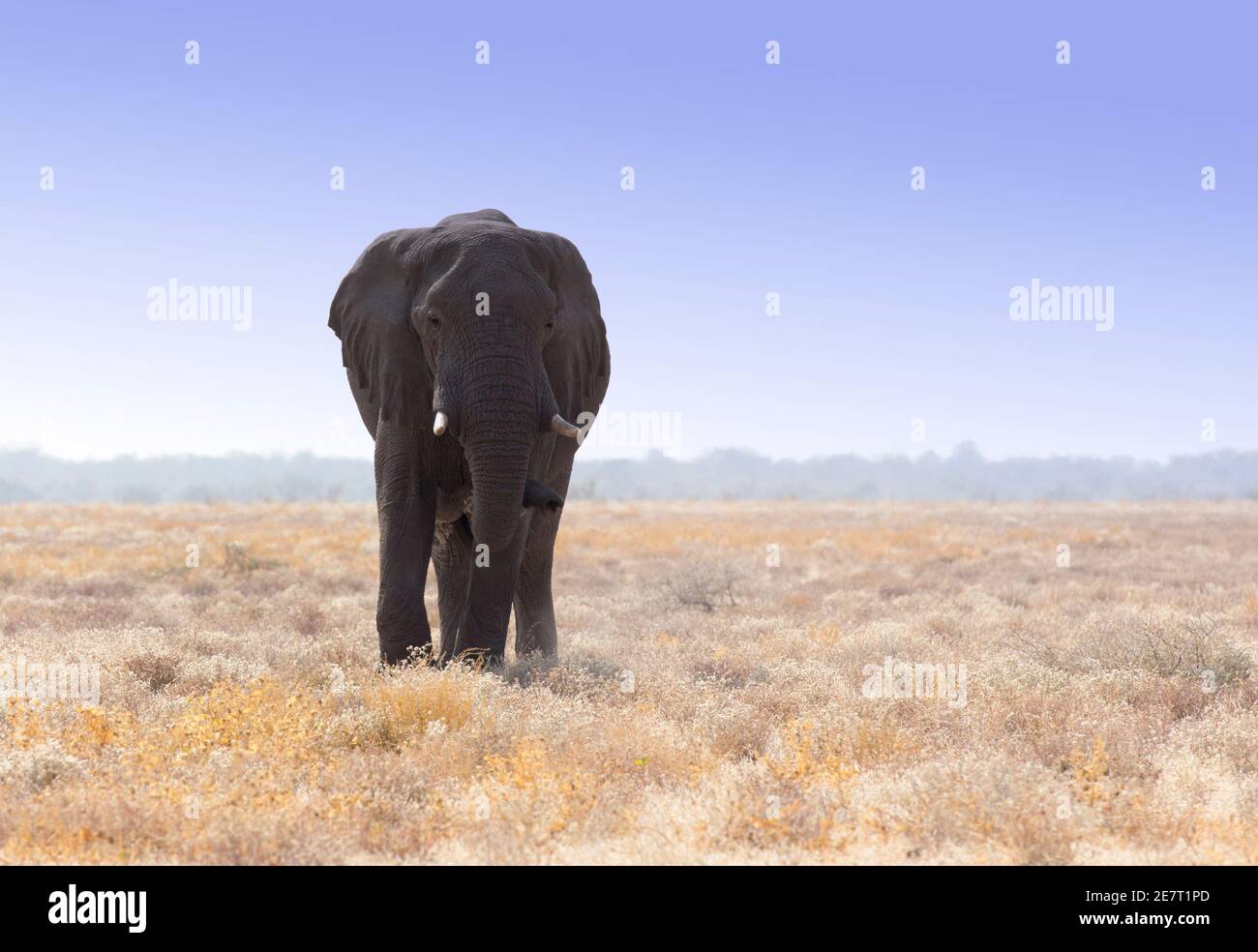 A view of elephant in Namibia during august Stock Photo - Alamy