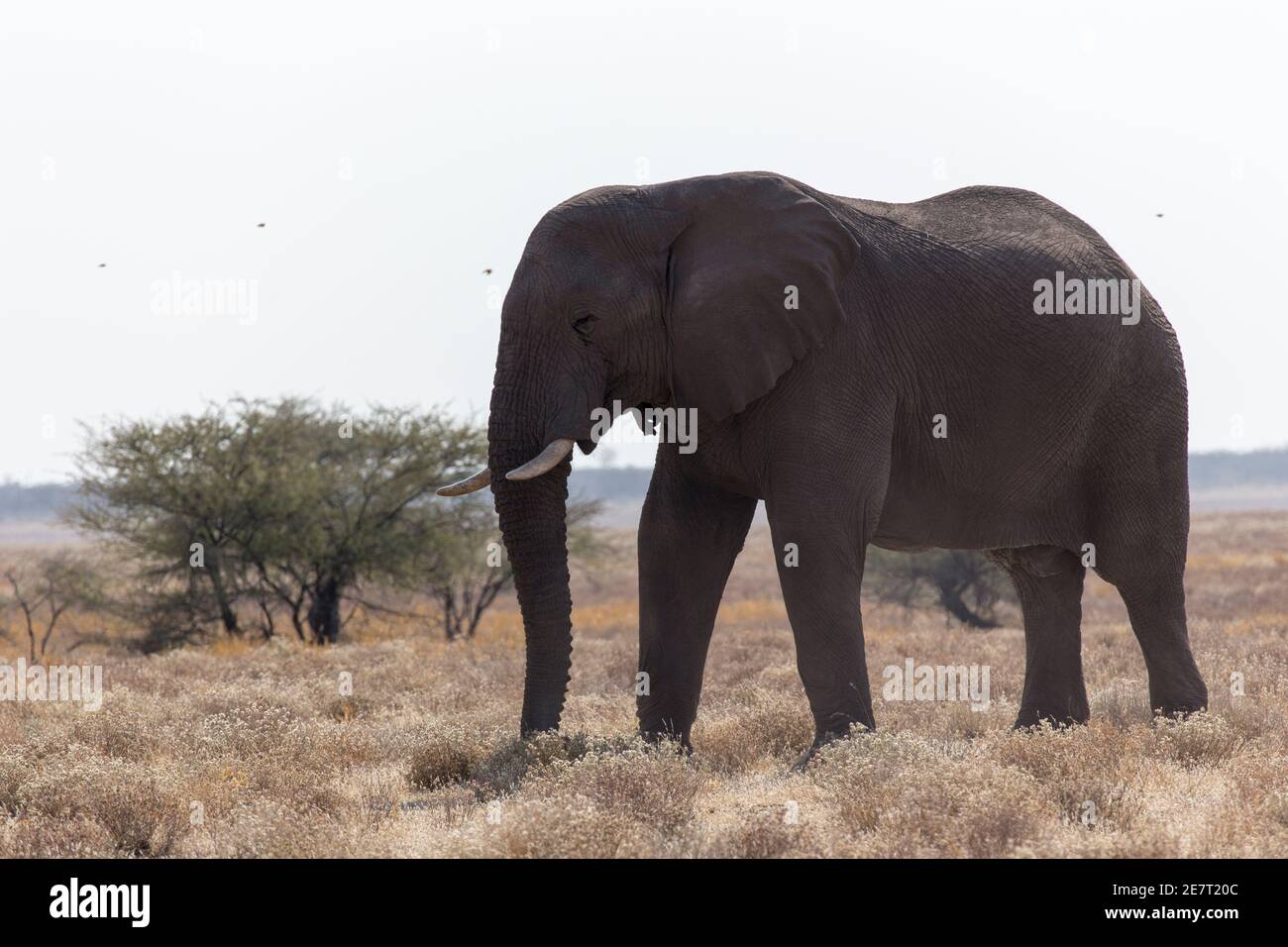 A view of elephant in Namibia during august Stock Photo - Alamy