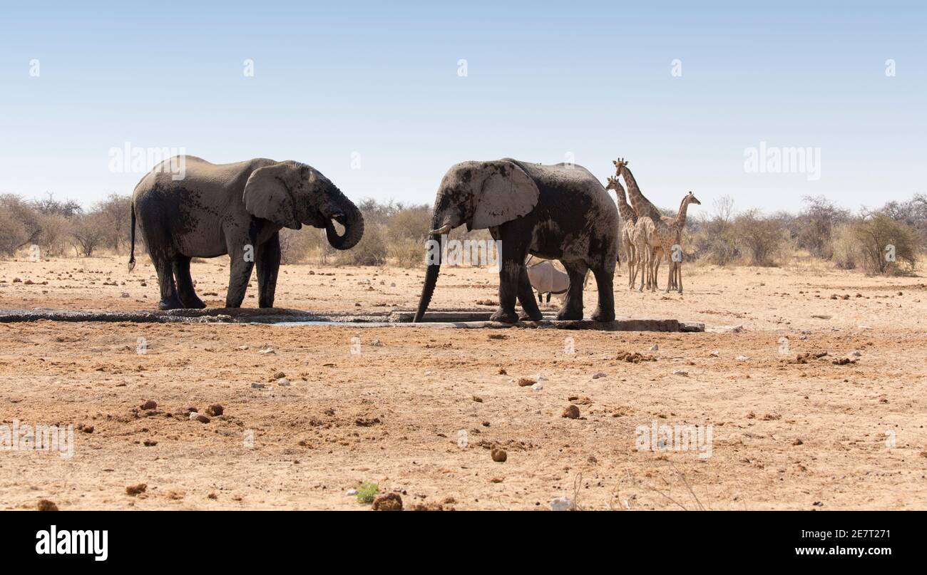 A view of elephant in Namibia during august Stock Photo - Alamy