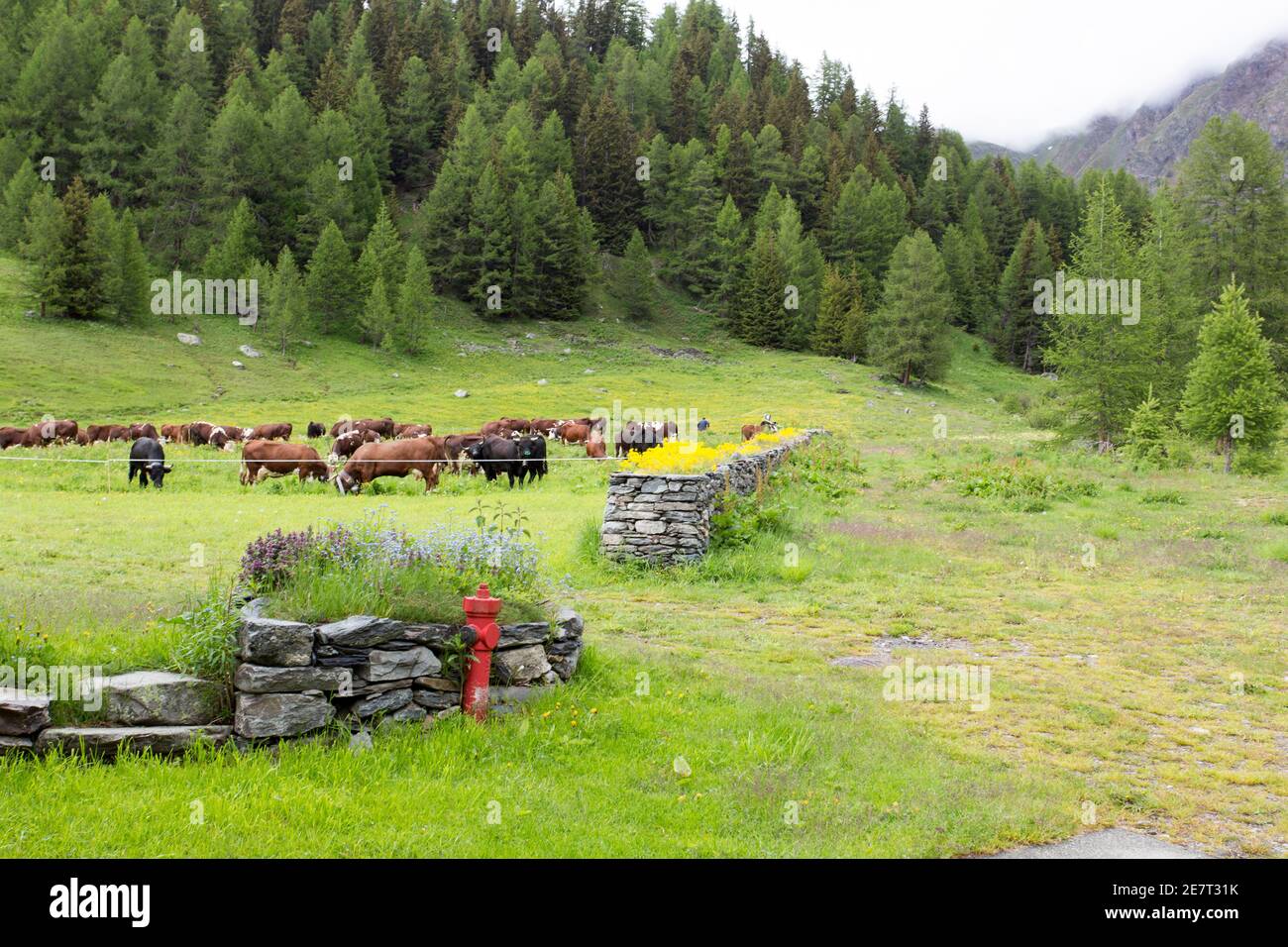 View of alps in italy with herd of cows Stock Photo - Alamy