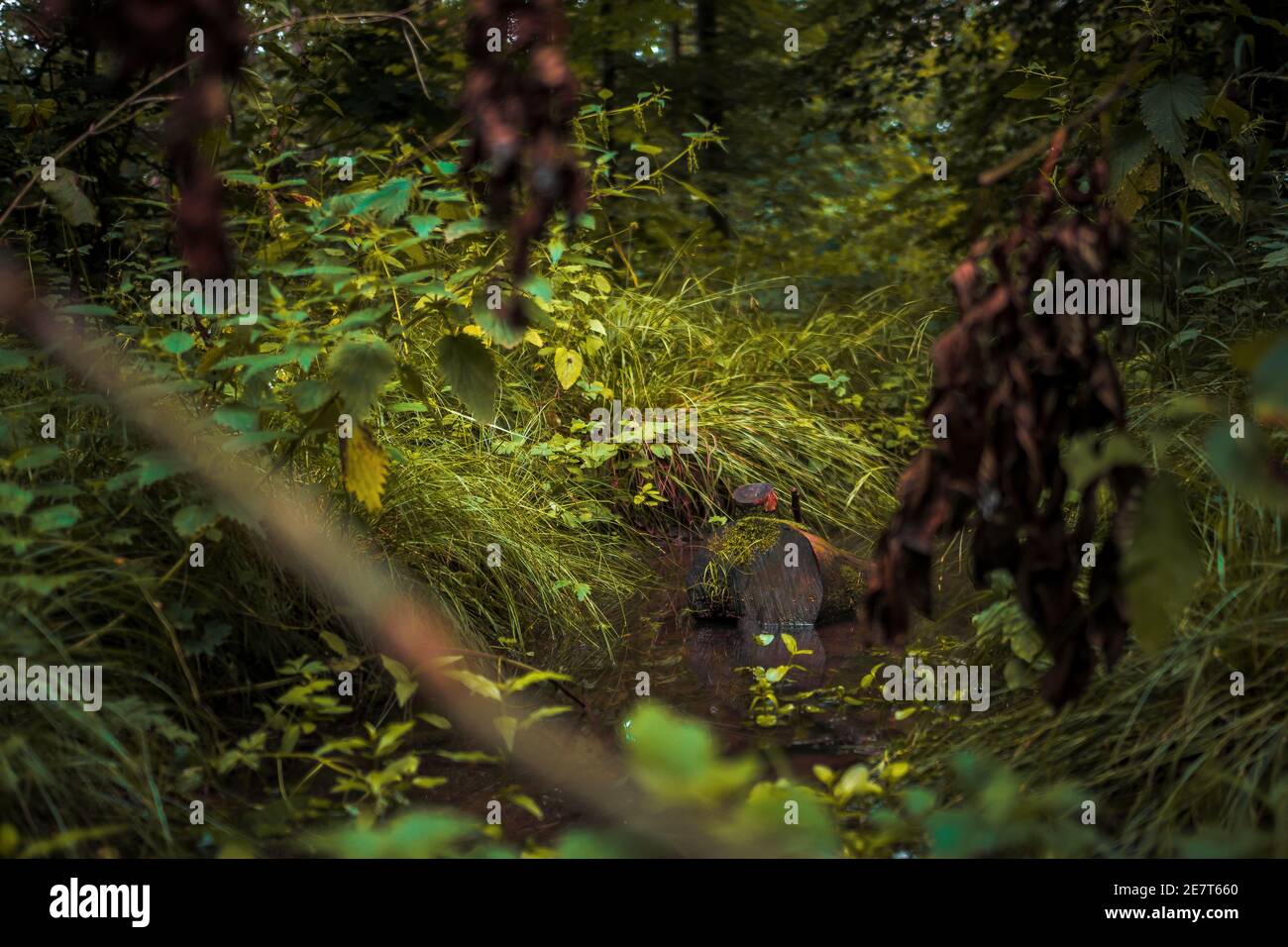 Beauty pond in the deep forest hi-res stock photography and images - Alamy