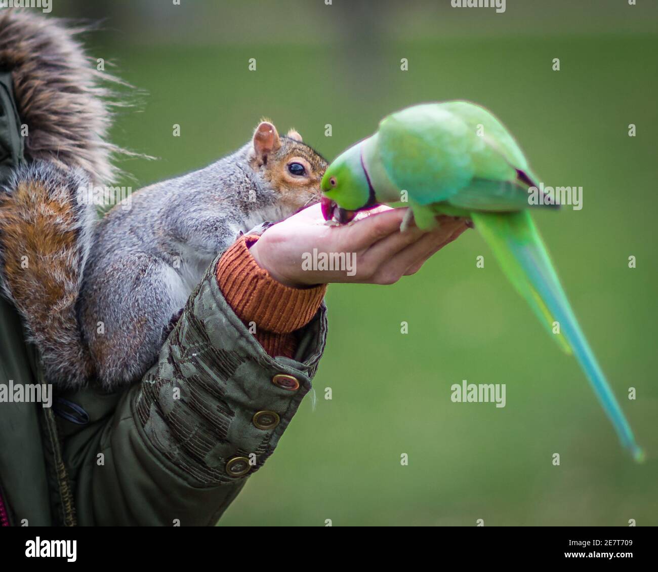 The harmony of a squirrel, and a parakeet sharing food Stock Photo - Alamy