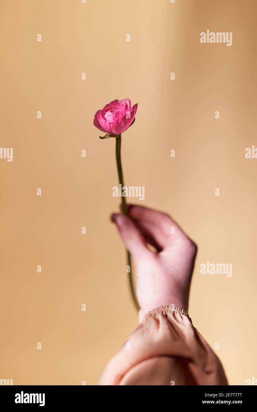 Hand with rose color ranunculus flower. Offering flower as a gift to ...