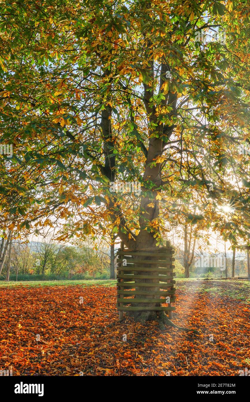 An autumnal deciduous tree on a sunny October afternoon Stock Photo - Alamy
