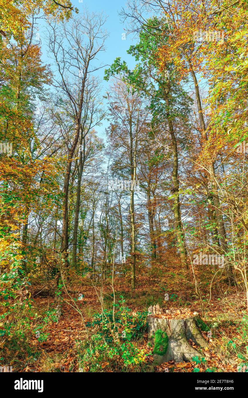 Beautiful sunshine on fall foliage hi-res stock photography and images ...