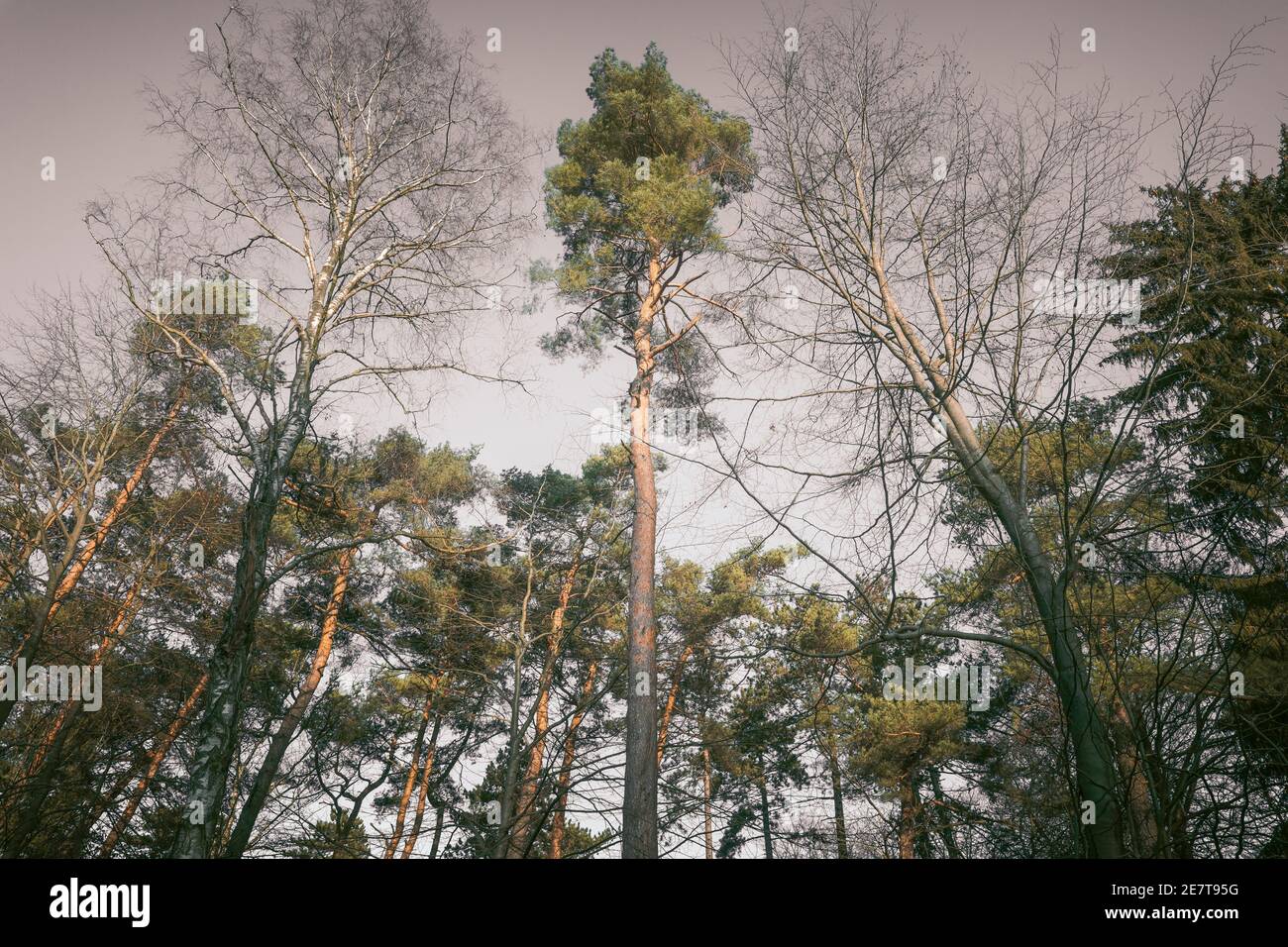 Sunny tree tops hi-res stock photography and images - Alamy