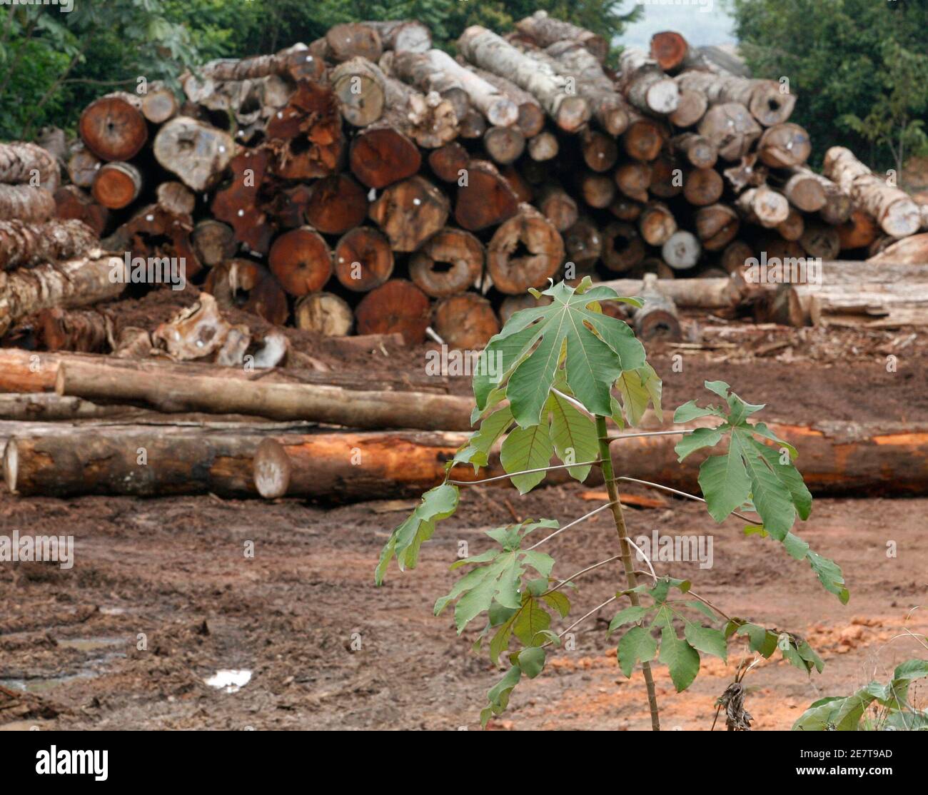 Brazilian workers rainforest hi-res stock photography and images - Alamy