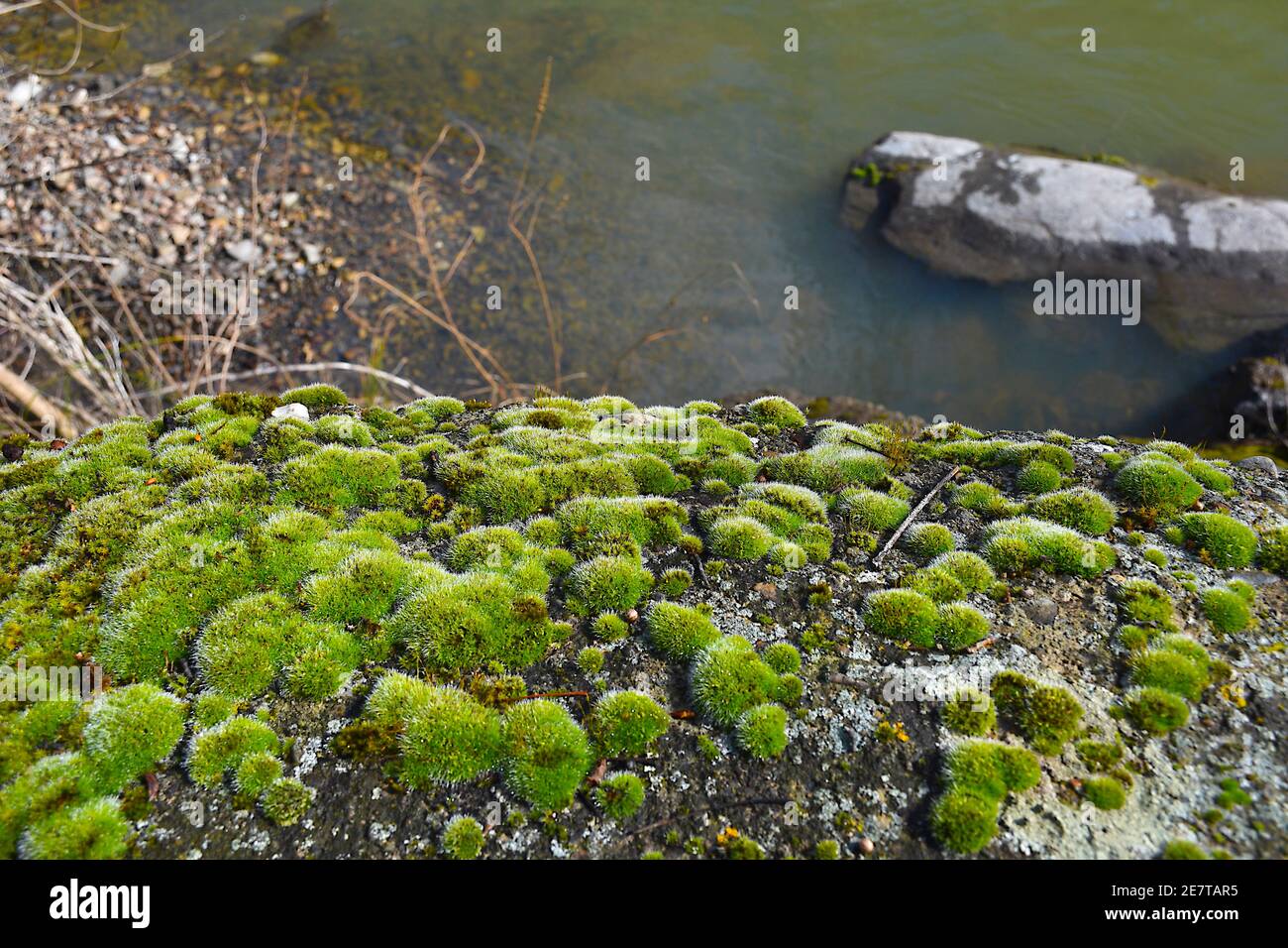 Bryophyta water hi-res stock photography and images - Alamy
