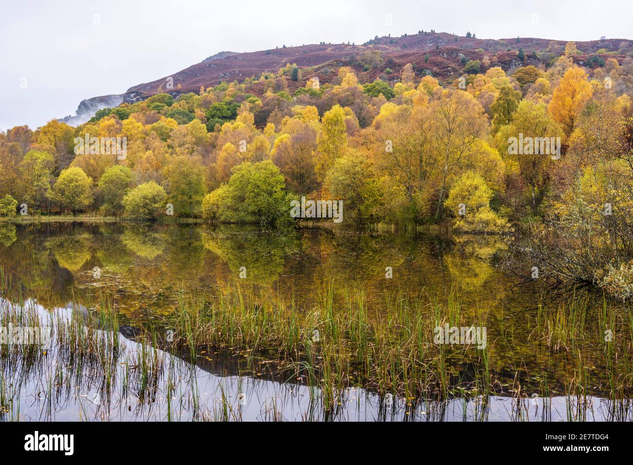 Autumn colours around the pond near the Lodge Forest Visitors Centre in ...
