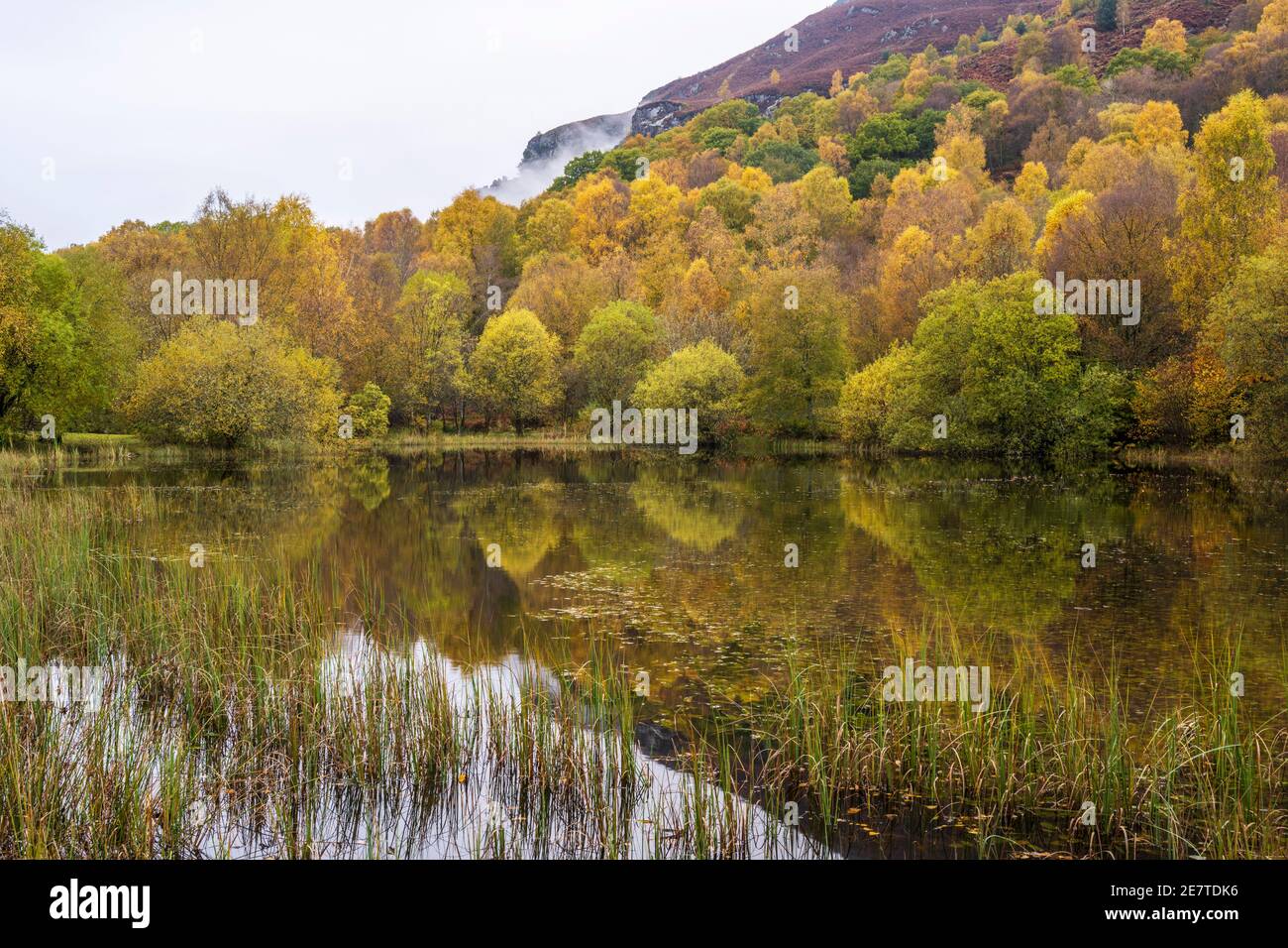 Autumn colours around the pond near the Lodge Forest Visitors Centre in ...