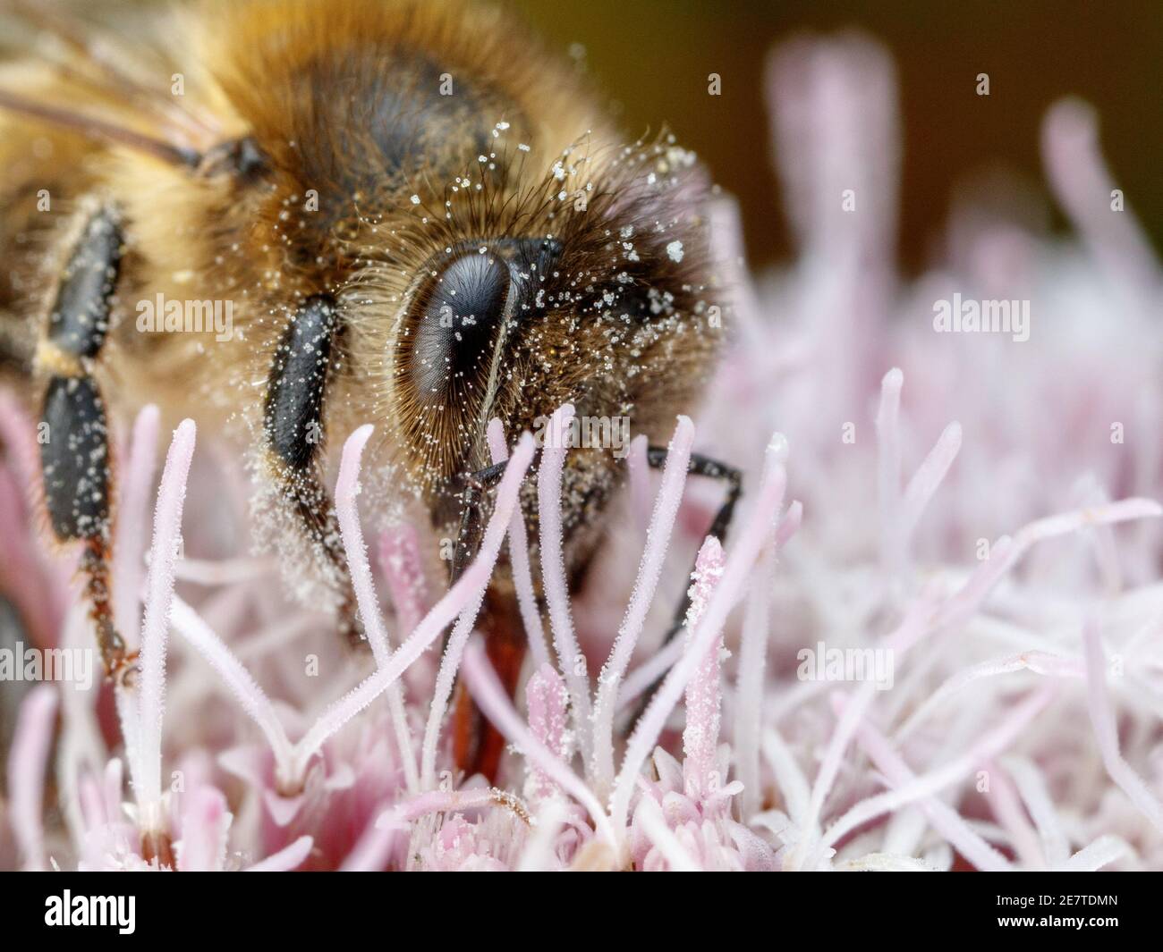 Honey Bee Pollinating Flower Stock Photo - Alamy