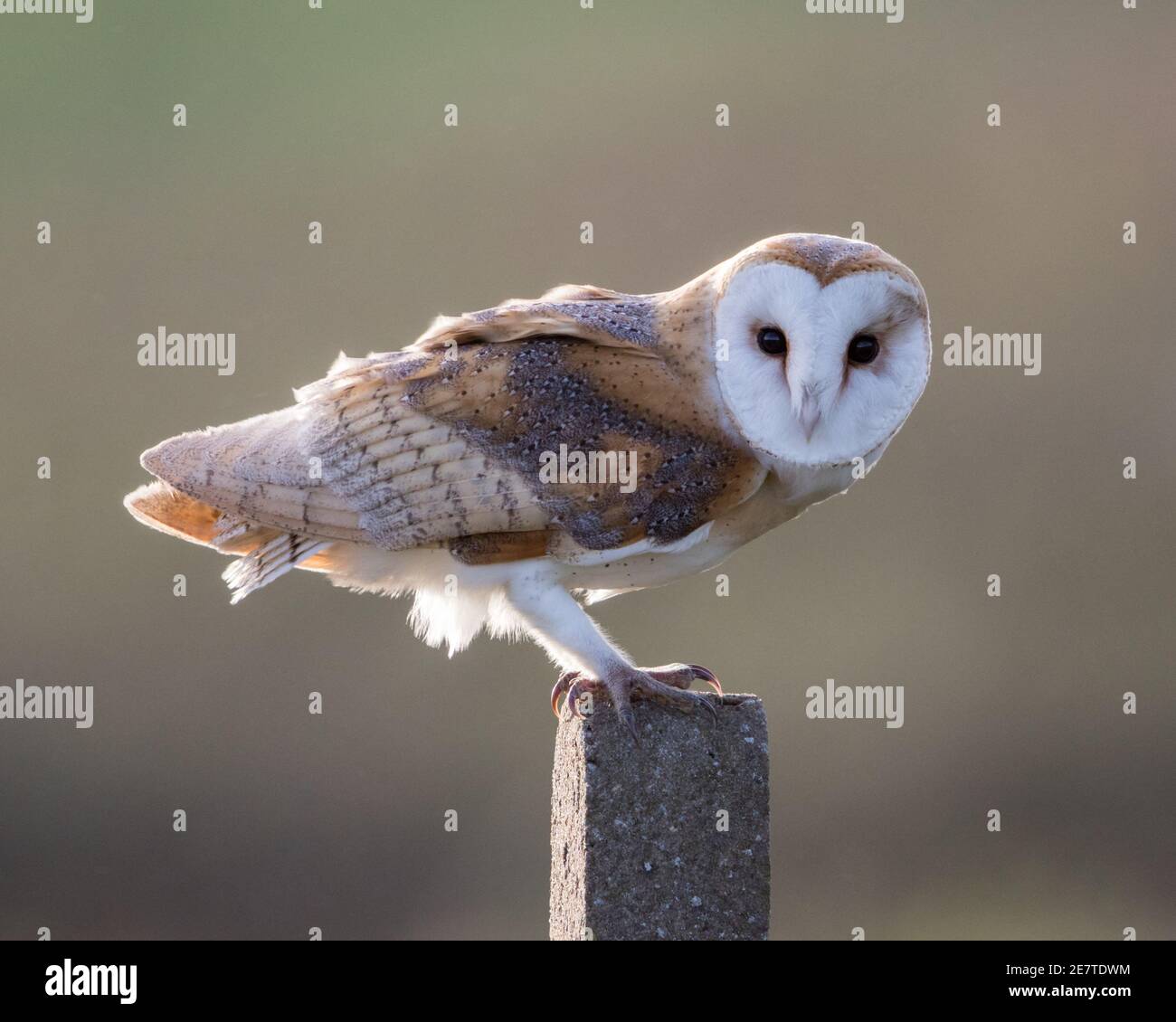 Barn Owl on Fence Post Stock Photo - Alamy