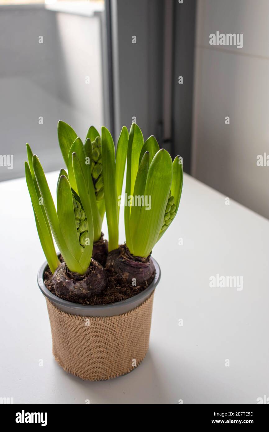 Hyacinth or hyacinthus flower sprouts in the pot with jute canvas ...
