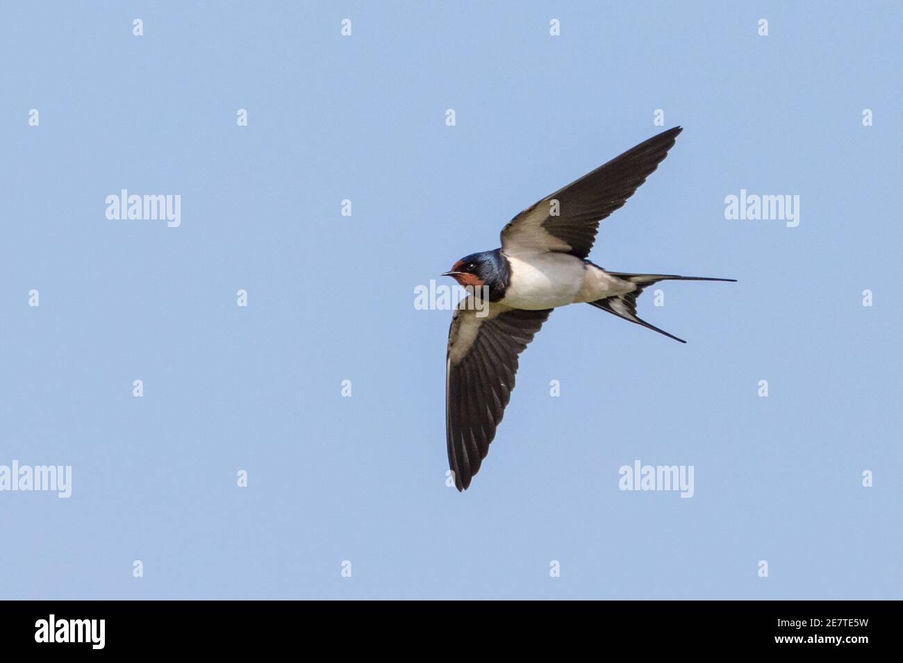 Barn swallow flying hi-res stock photography and images - Alamy