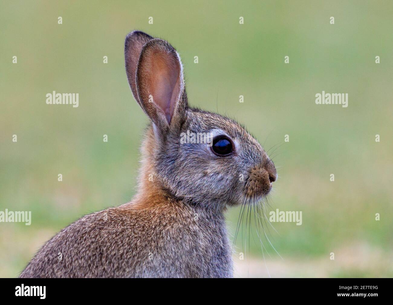 European Rabbit - Oryctolagus cuniculus Stock Photo - Alamy
