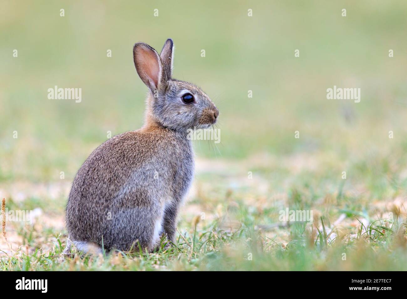 European Rabbit - Oryctolagus cuniculus Stock Photo - Alamy