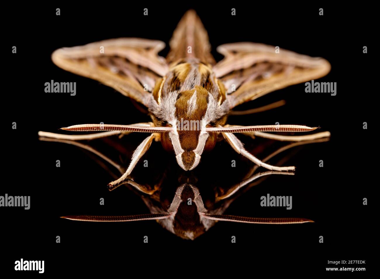Silver-Striped Hawk-moth reflection Stock Photo - Alamy