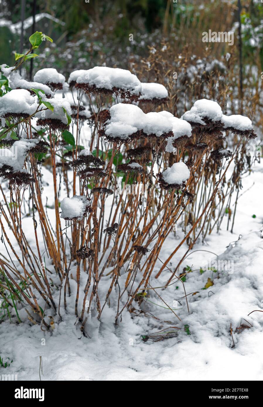 Sedum Autumn Joy Winter