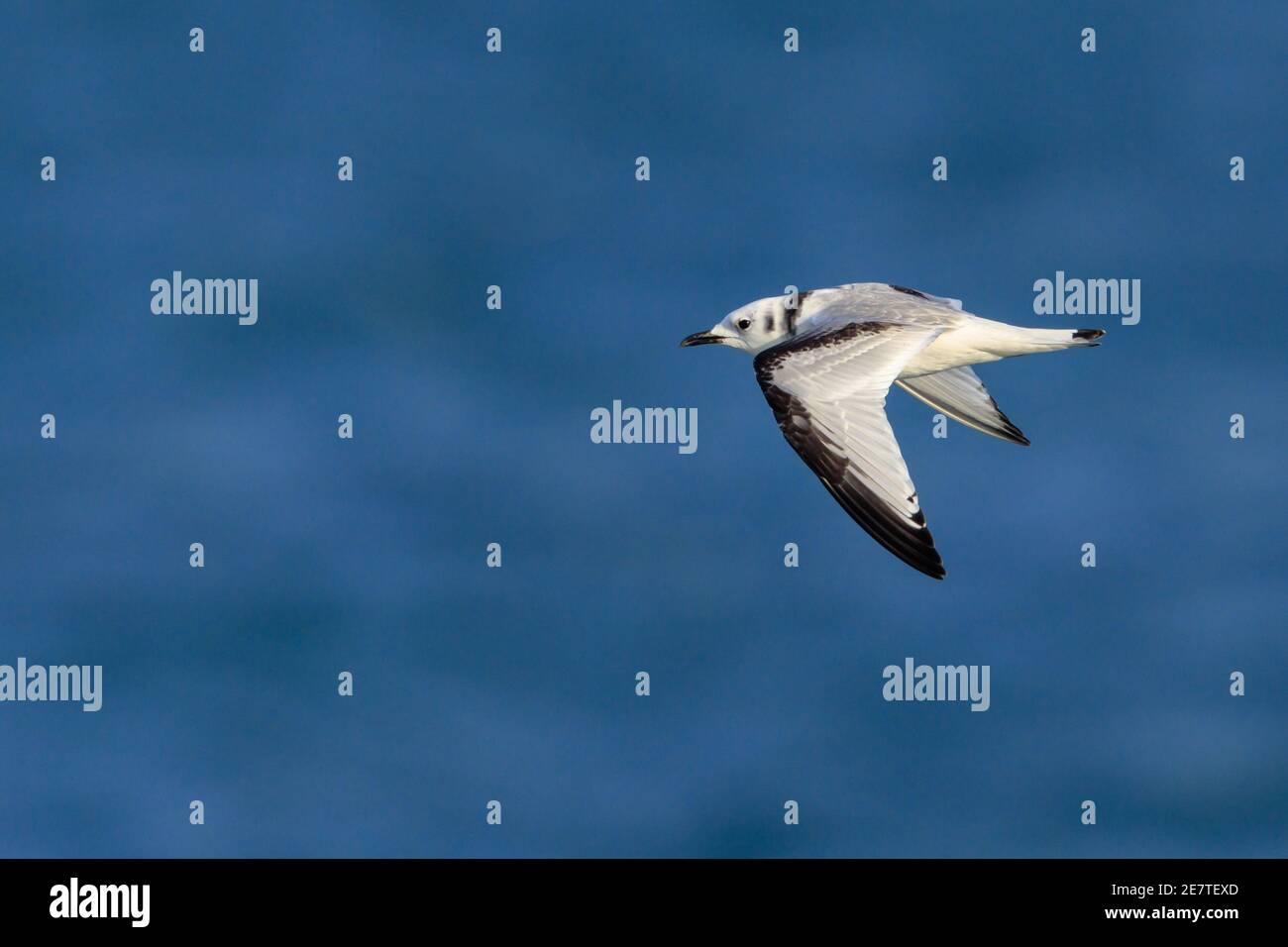 First winter kittiwake hi-res stock photography and images - Alamy