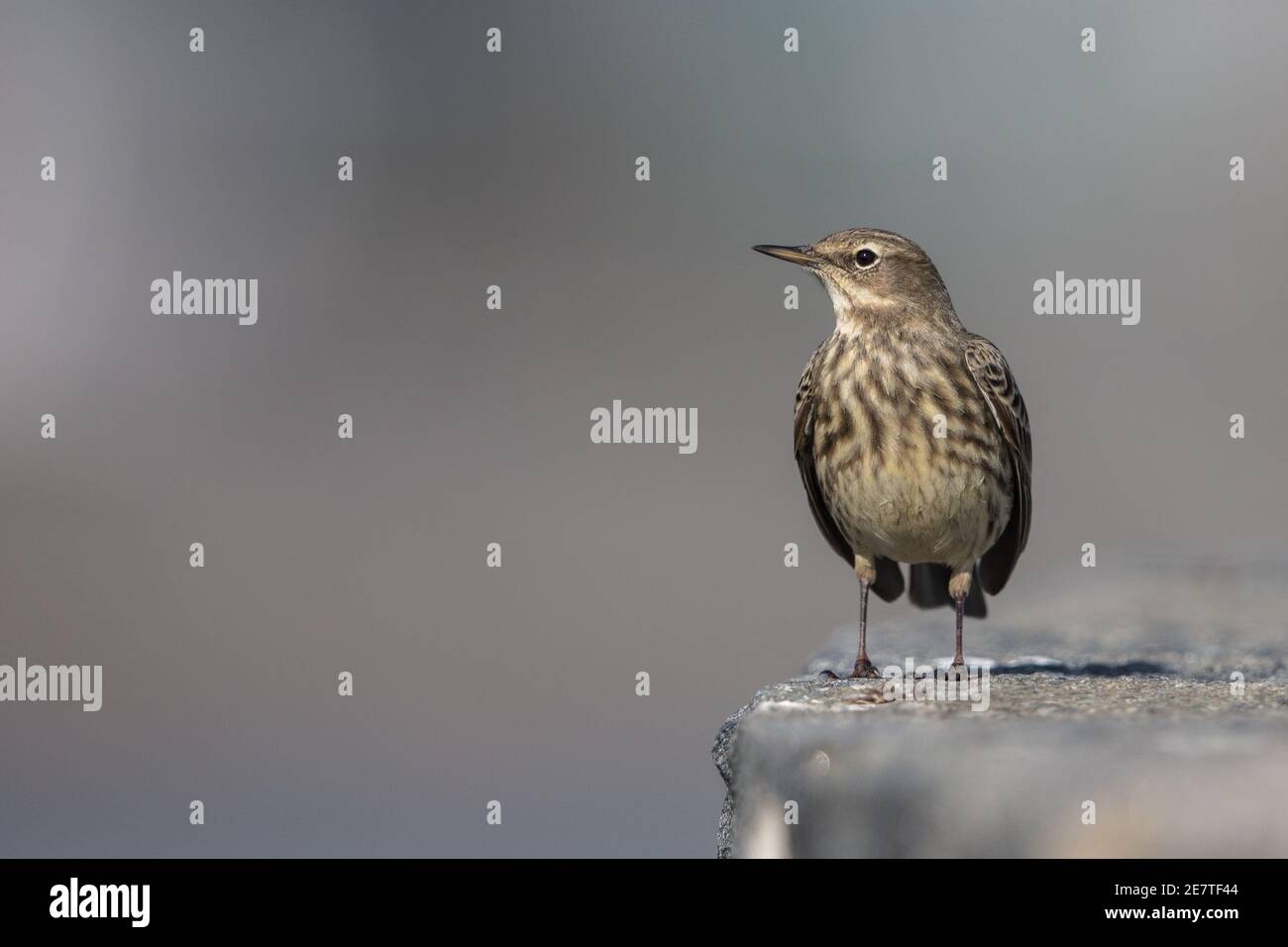 Rock Pipit on Seawall Stock Photo - Alamy
