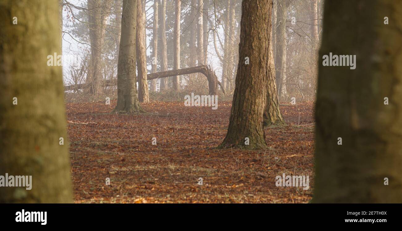 Fallen tunnel tree hi-res stock photography and images - Alamy