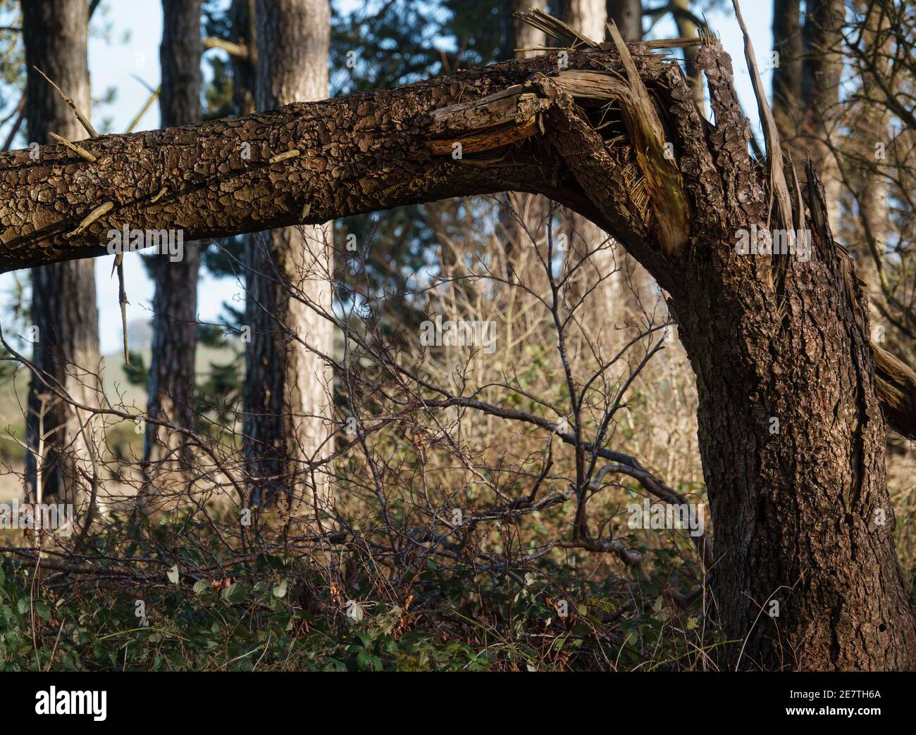 Oak tree bent trunk hi-res stock photography and images - Alamy