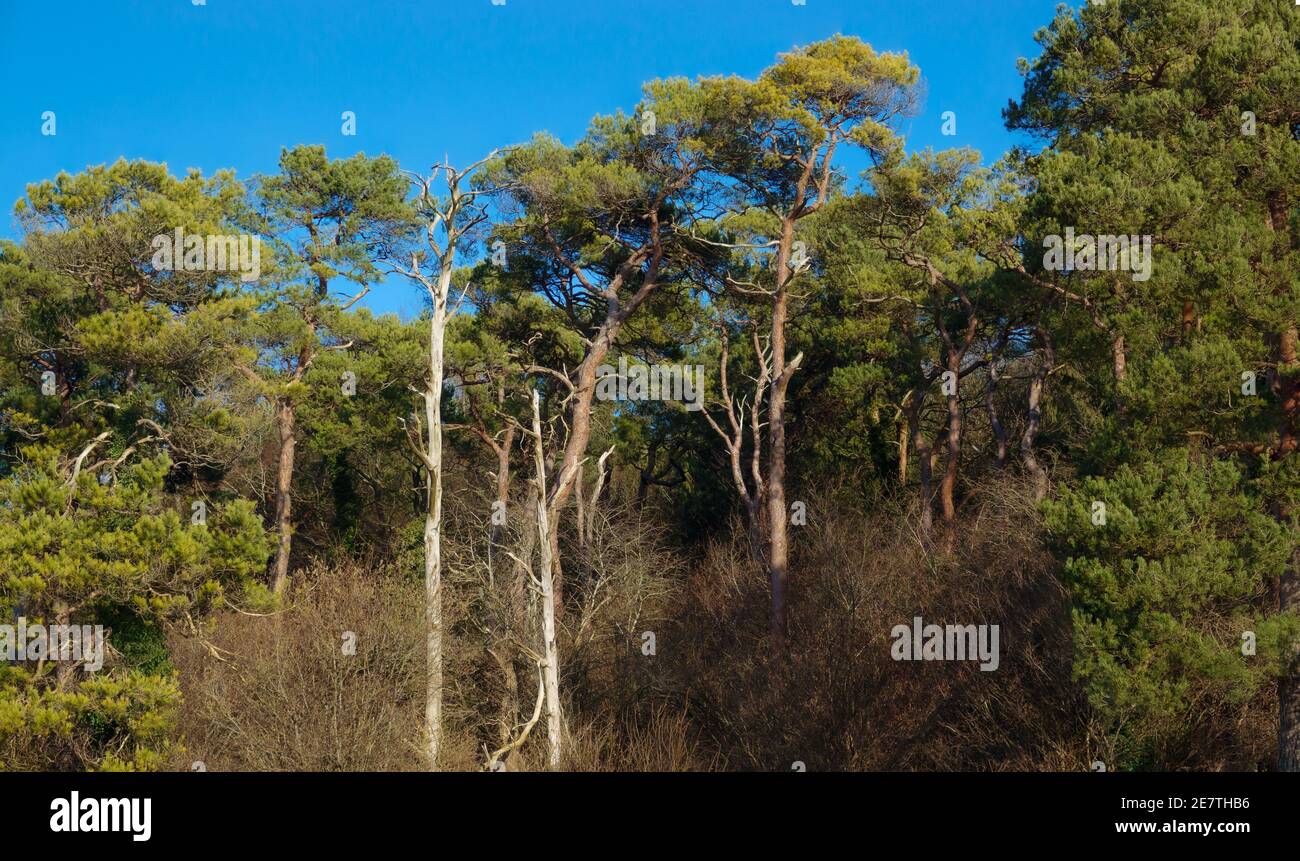 a group of very tall fir trees with twisting trunks and branches in the ...