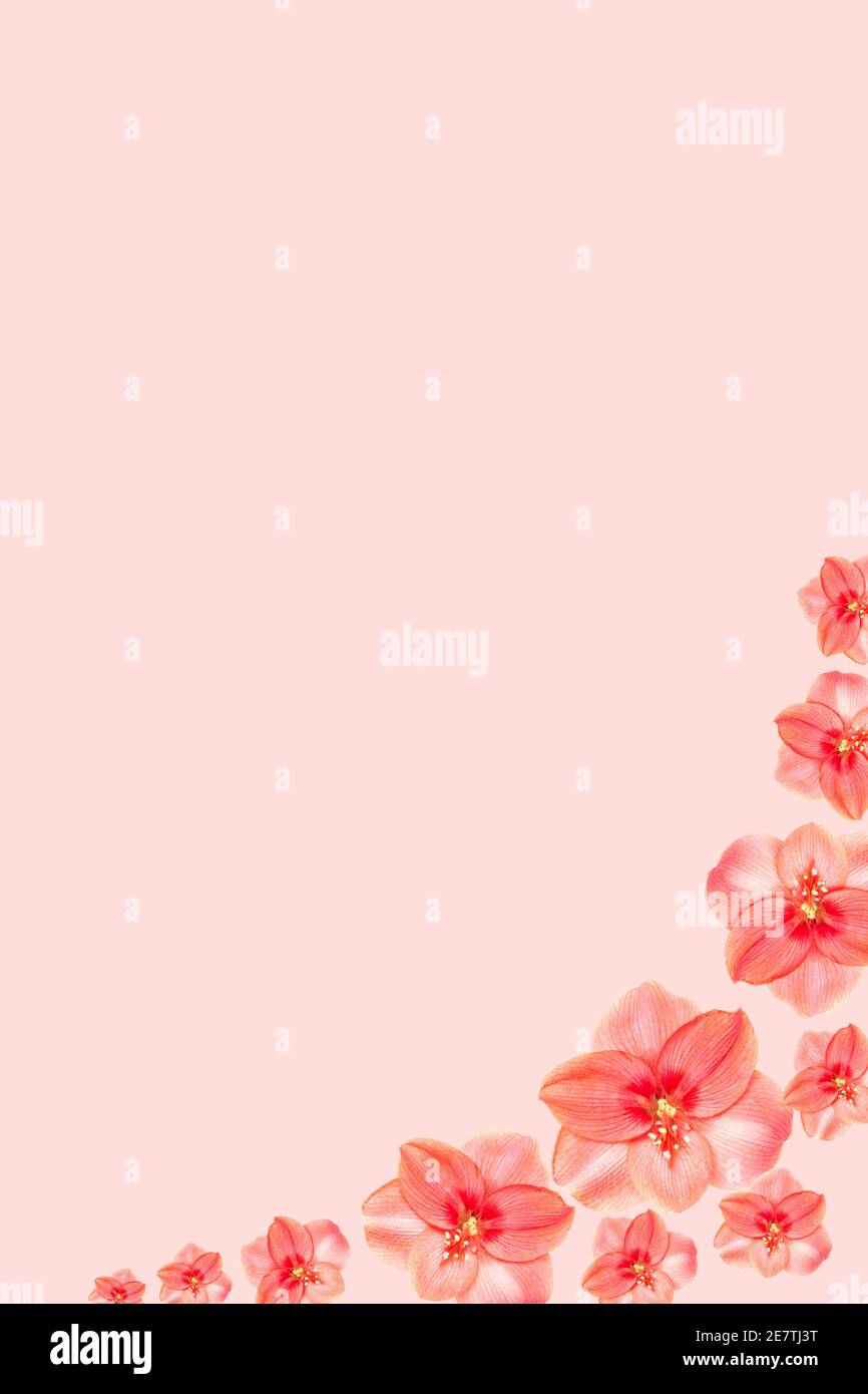 Beautiful pink and red floral background with soft red amaryllis Stock ...