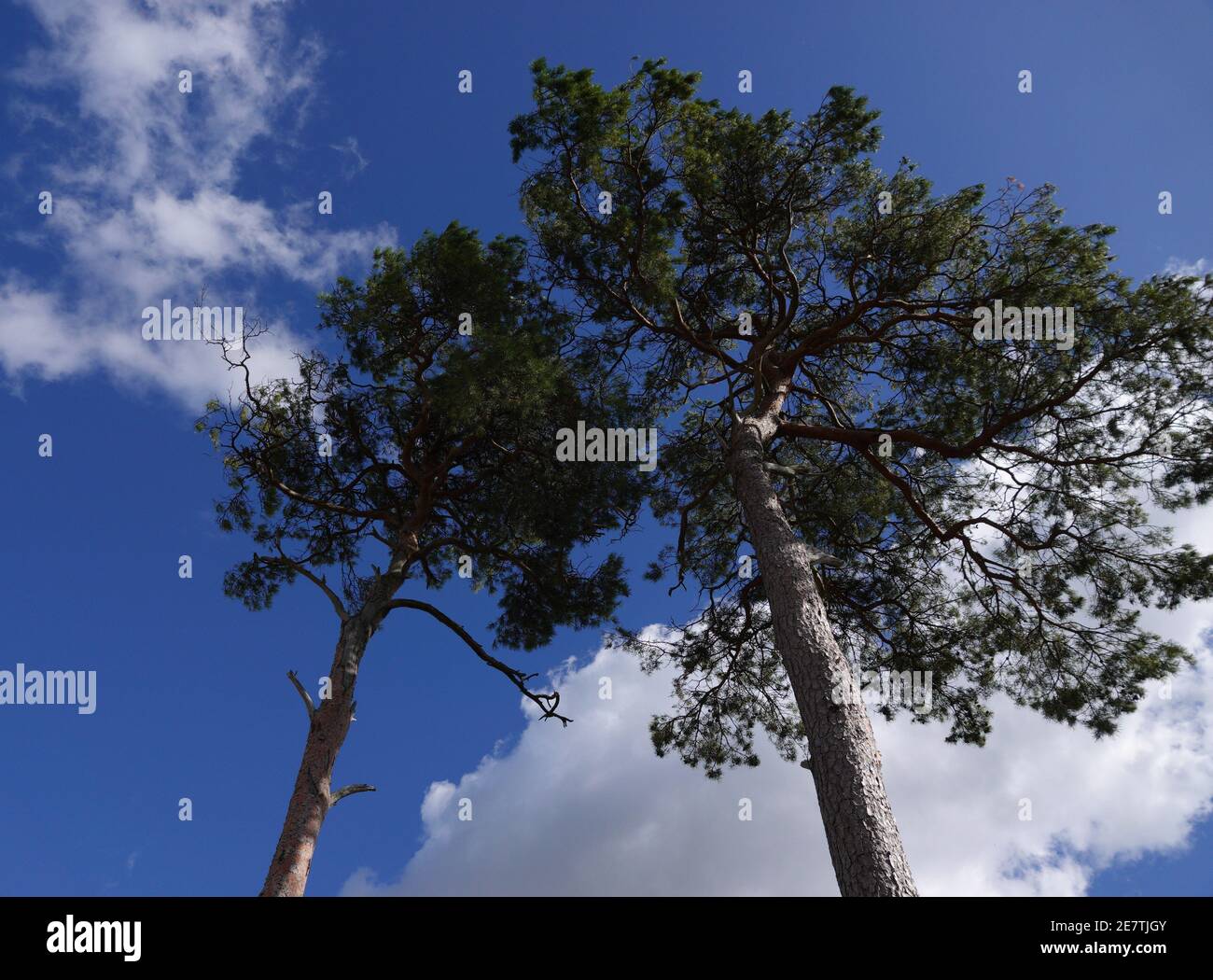 Beautiful pine trees hi-res stock photography and images - Alamy