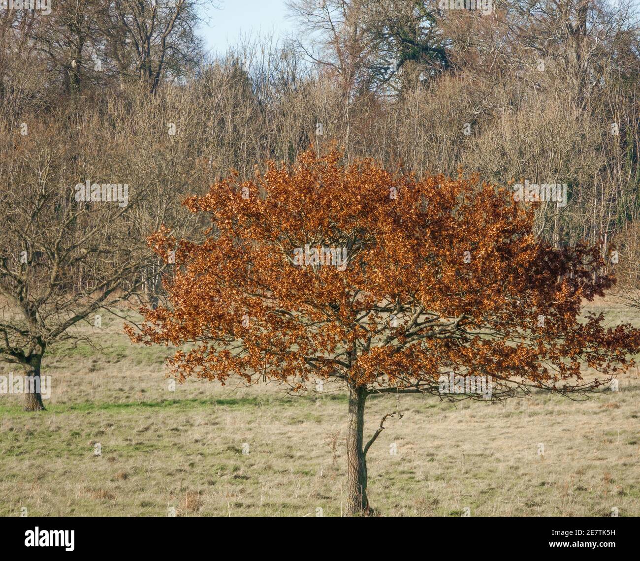Gorgeous landscape fields forest trees hi-res stock photography and ...