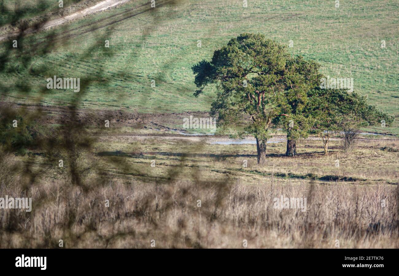 the evolution of trees with largest tree down to smallest bush in a ...