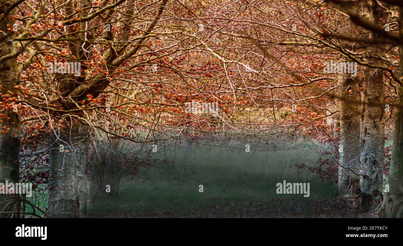 Copper beach tree hi-res stock photography and images - Alamy