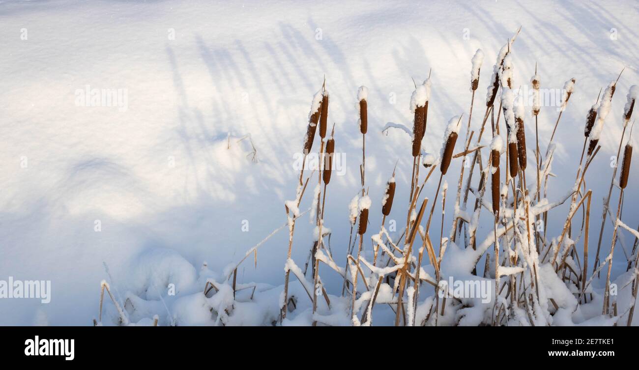 Winter cattail on a snow-covered white background. Space for text Stock Photo - Alamy