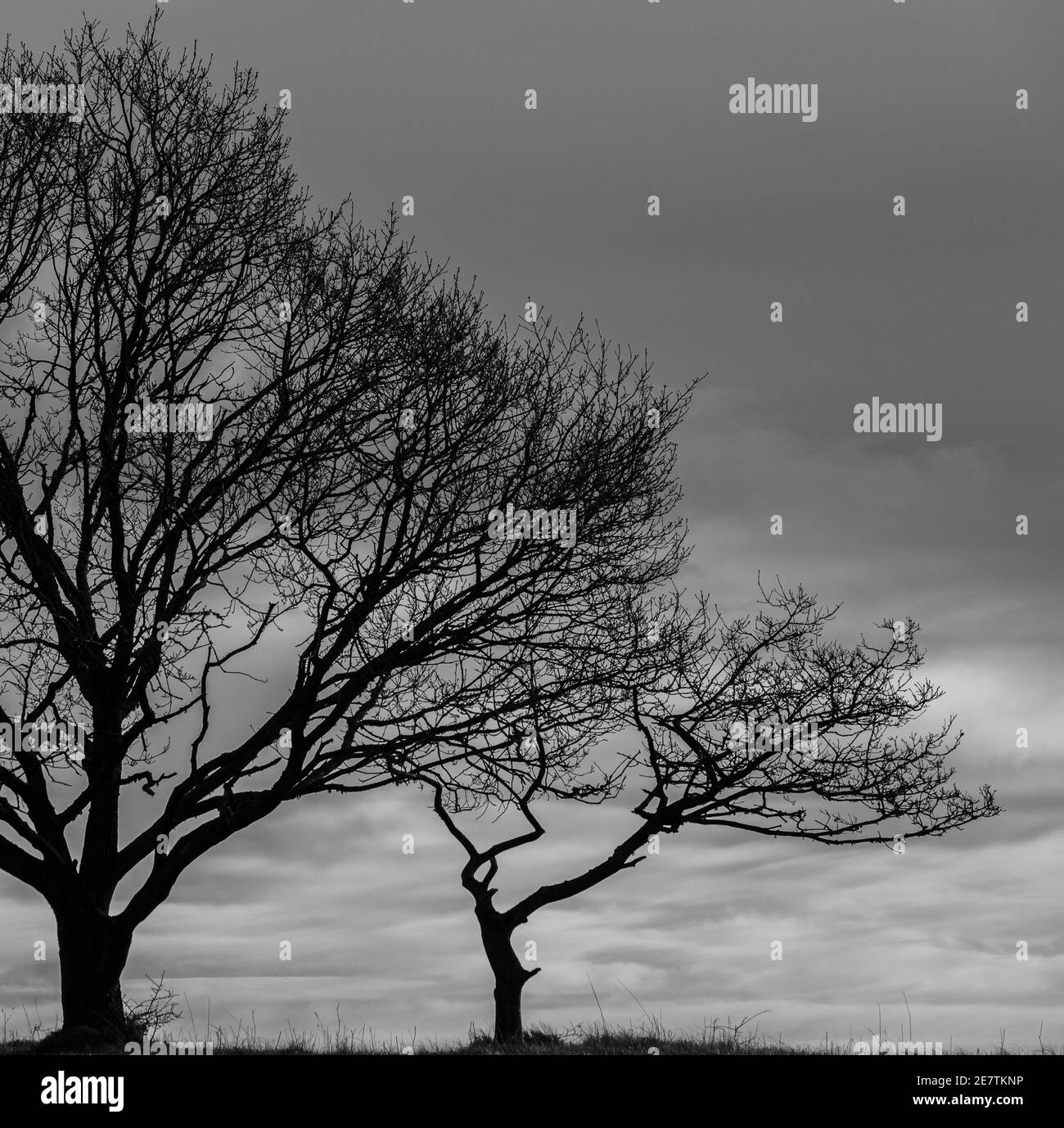 Tall ash tree Black and White Stock Photos & Images - Alamy