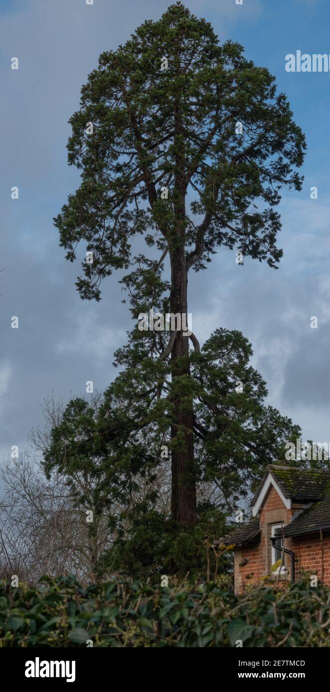 very tall fir tree in a village Stock Photo - Alamy