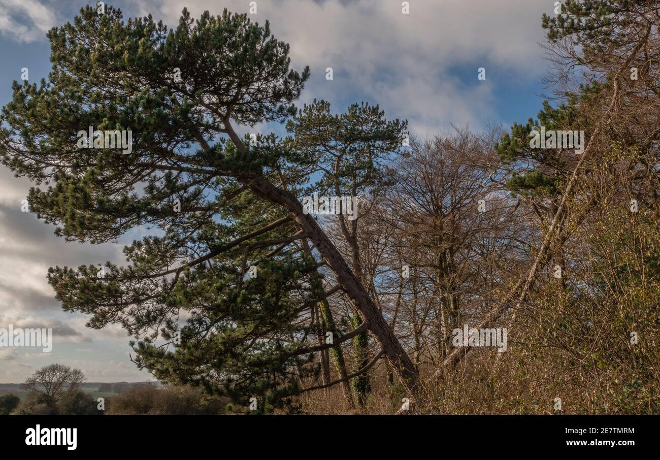 a falling pine fir tree leaning precarioulsy at 45 degrees Stock Photo ...